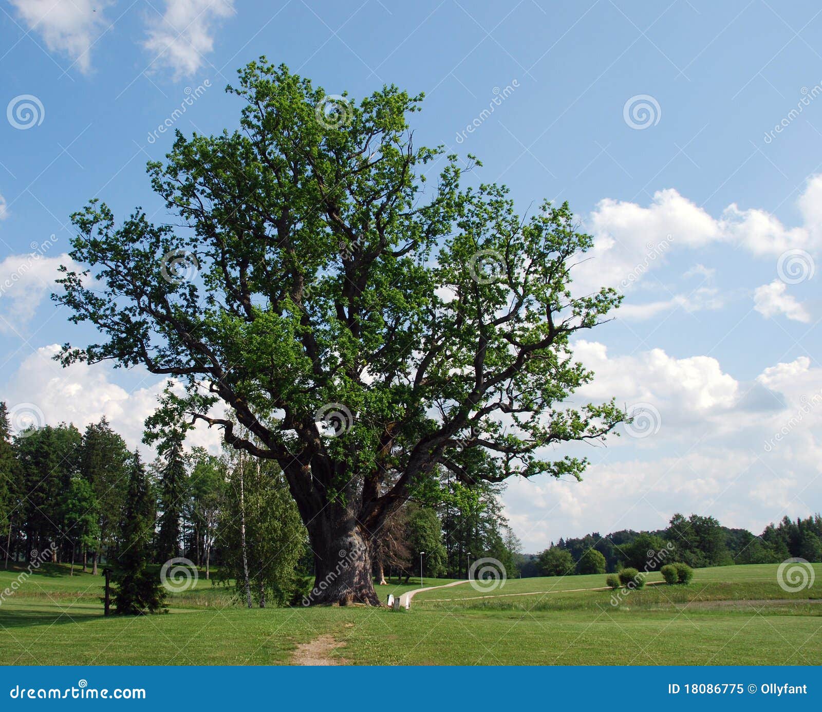 Eichenbaum stockbild. Bild von grün, bäume, blau, landschaft - 18086775