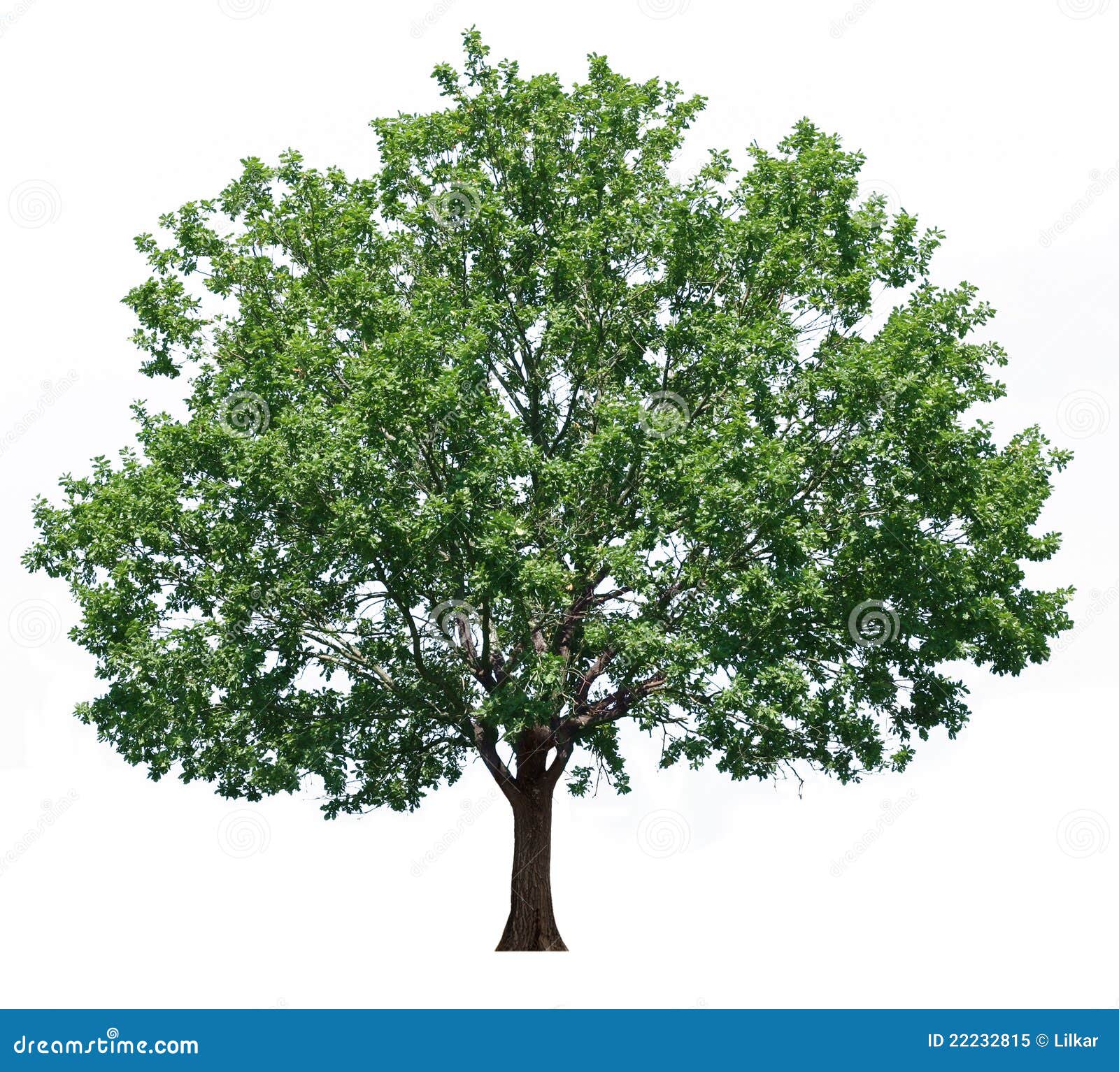 Eichenbaum stockbild. Bild von holz, nave, eiche, zweig - 22232815