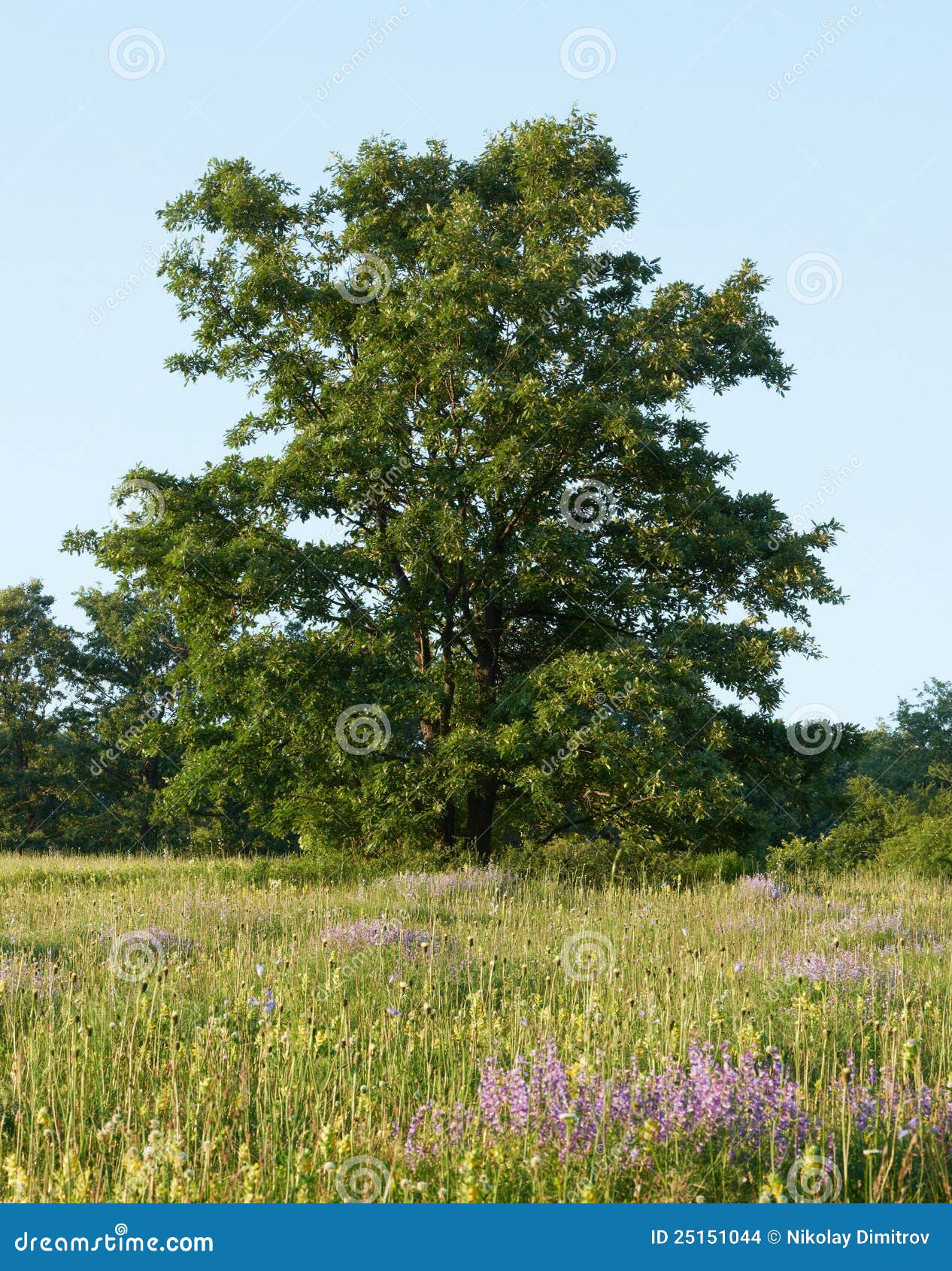 Eichenbaum stockfoto. Bild von landschaft, betrieb, grün - 25151044