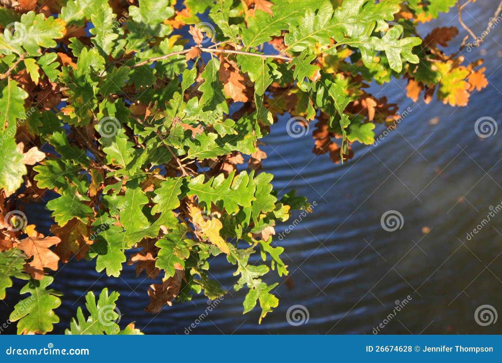 Eichenbaum stockfoto. Bild von gold, jahreszeit, blatt - 26674628