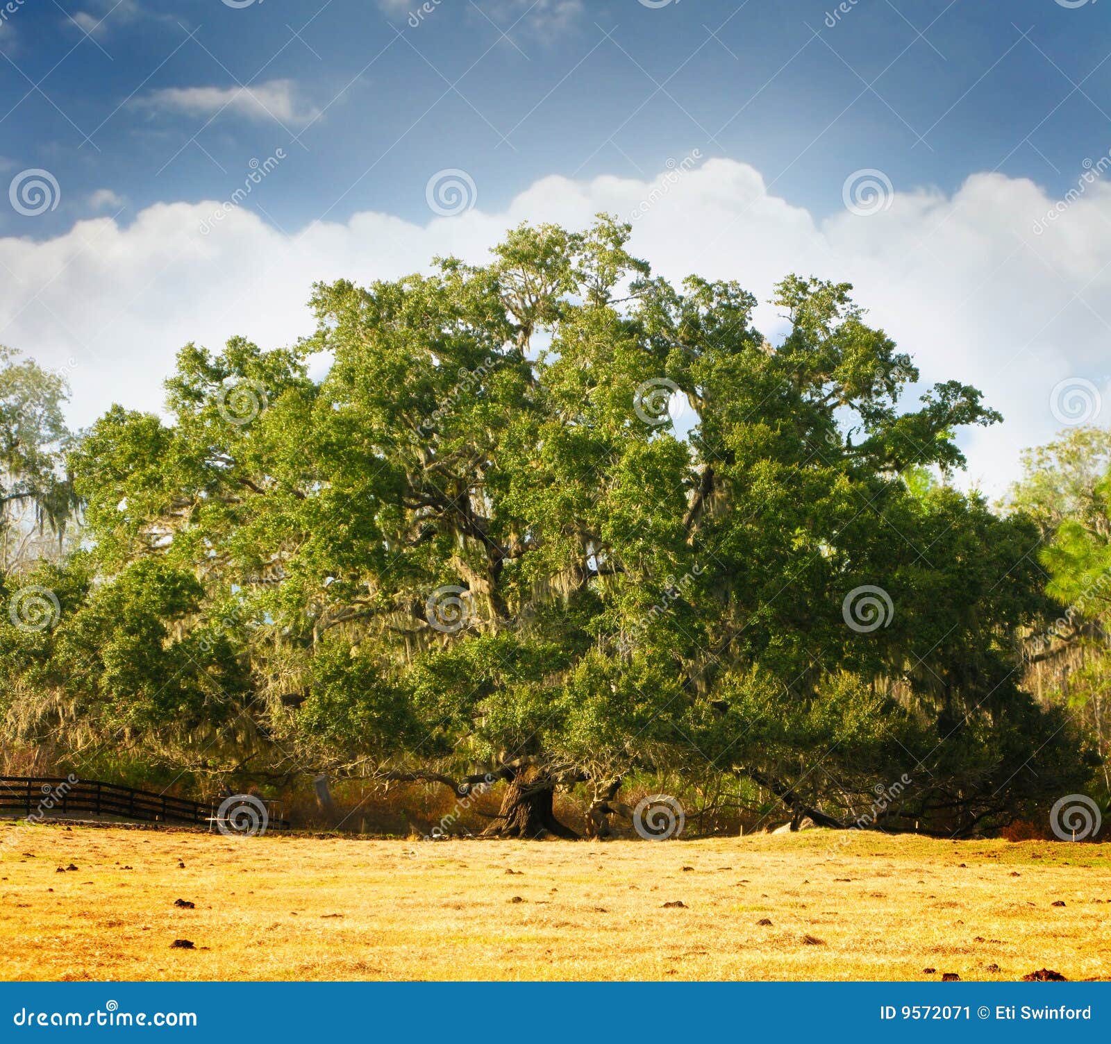 Eichenbaum stockbild. Bild von malerisch, gräser, sommer - 9572071