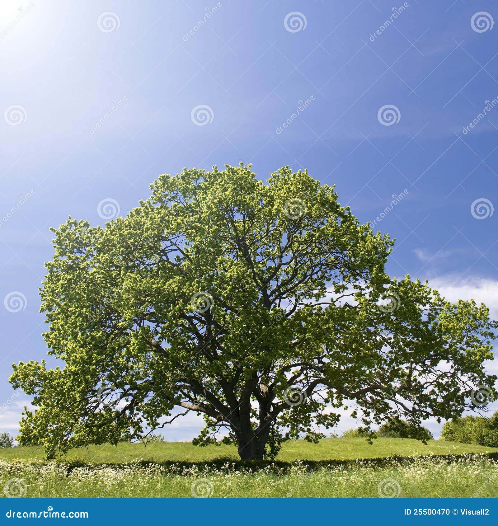 Eichenbaum, alleine Eiche. stockfoto. Bild von himmel - 25500470