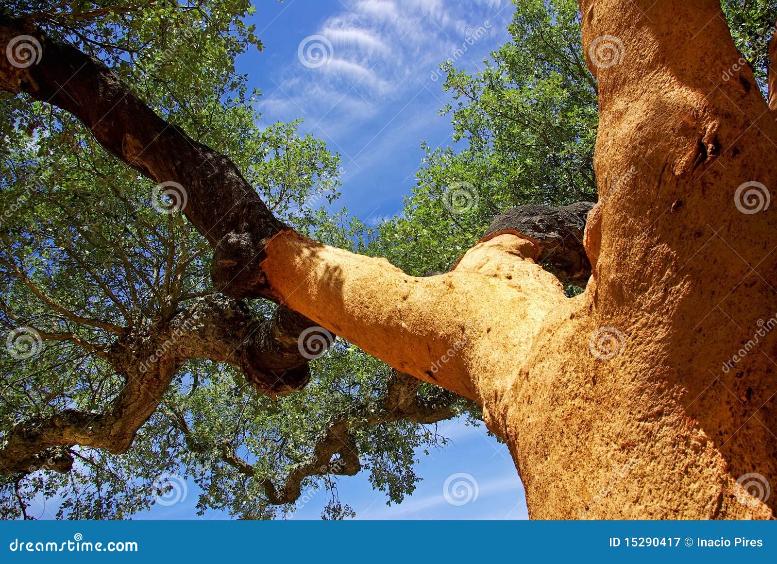 Eichenbaum bei Portugal. stockbild. Bild von schwerpunkt - 15290417