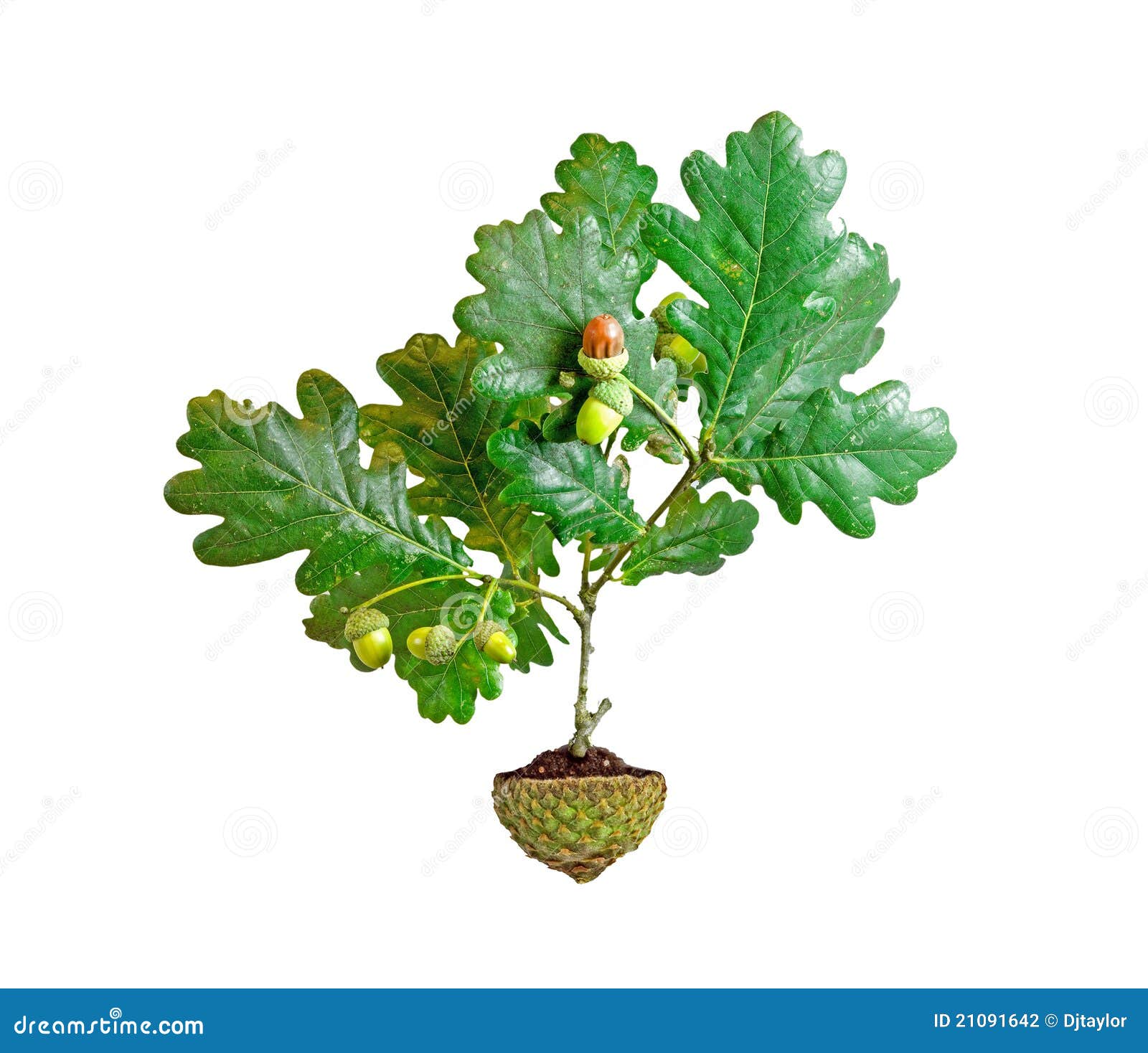 Eichenbaum, Der Vom Boden Im Eichelcup Wächst Stockfoto - Bild von ...