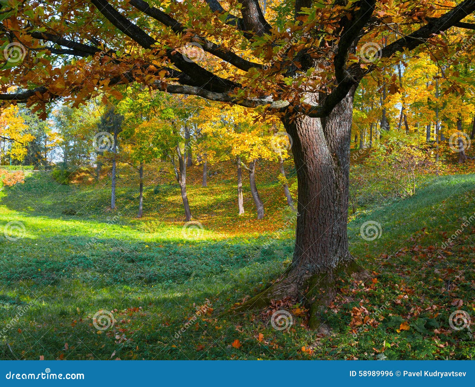 Eichenbaum im Fall stockfoto. Bild von gold, nave, bunt - 58989996