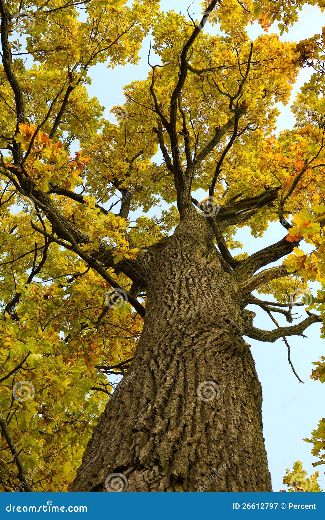 Eichenbaum im Herbst stockbild. Bild von jahreszeit, tageslicht - 26612797