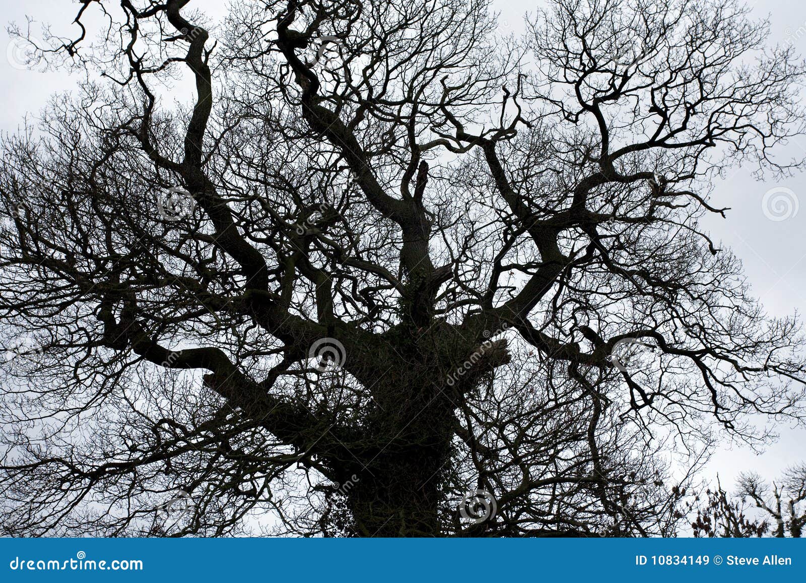 Eichenbaum im Winter stockbild. Bild von steif, herbst - 10834149