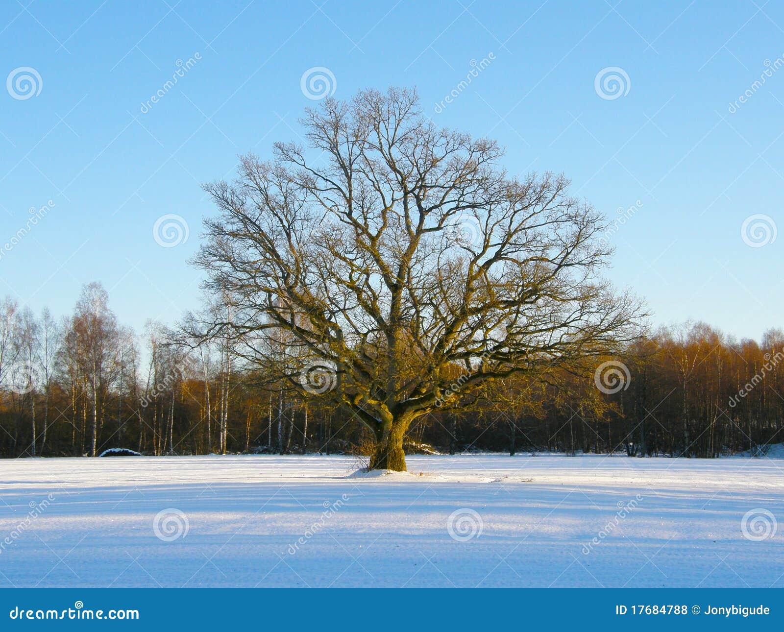 Eichenbaum im Winter stockfoto. Bild von holz, winter - 17684788