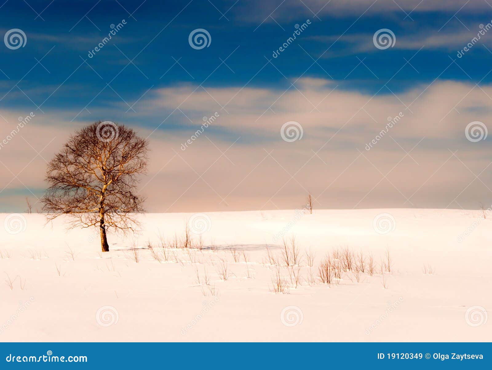 Eichenbaum im Winter stockbild. Bild von draussen, szene - 19120349