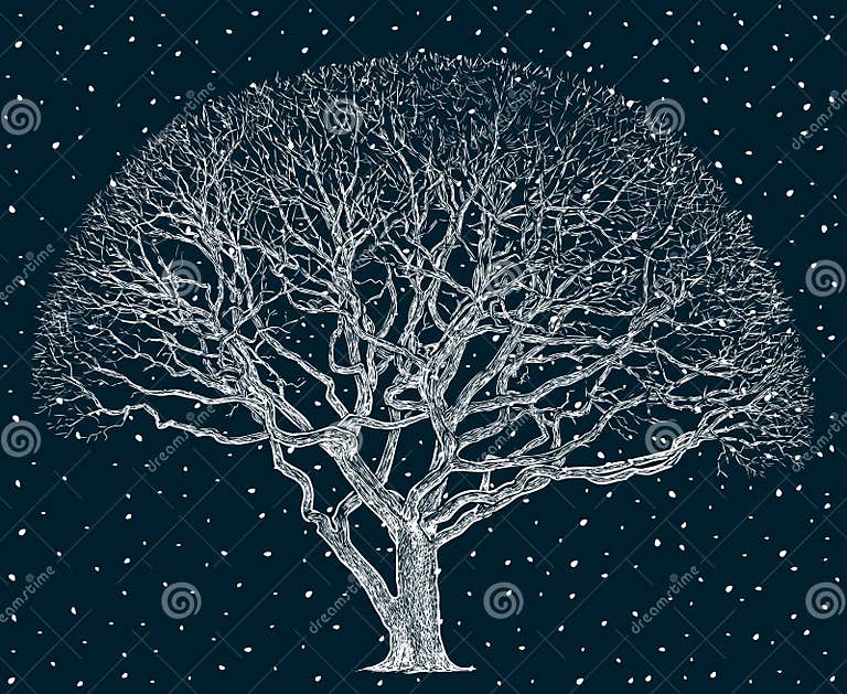 Eichenbaum im Winter vektor abbildung. Illustration von zweig - 80286900