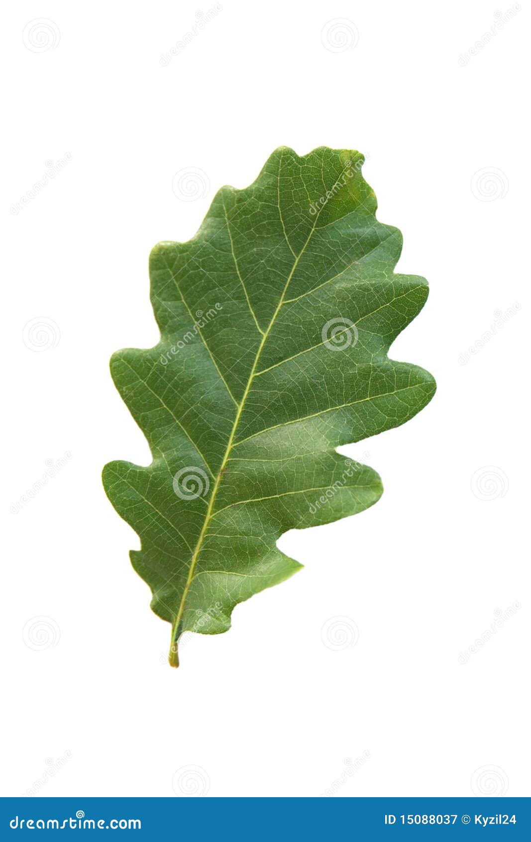 Eichenblatt stockbild. Bild von botanik, blätter, jahreszeit - 15088037