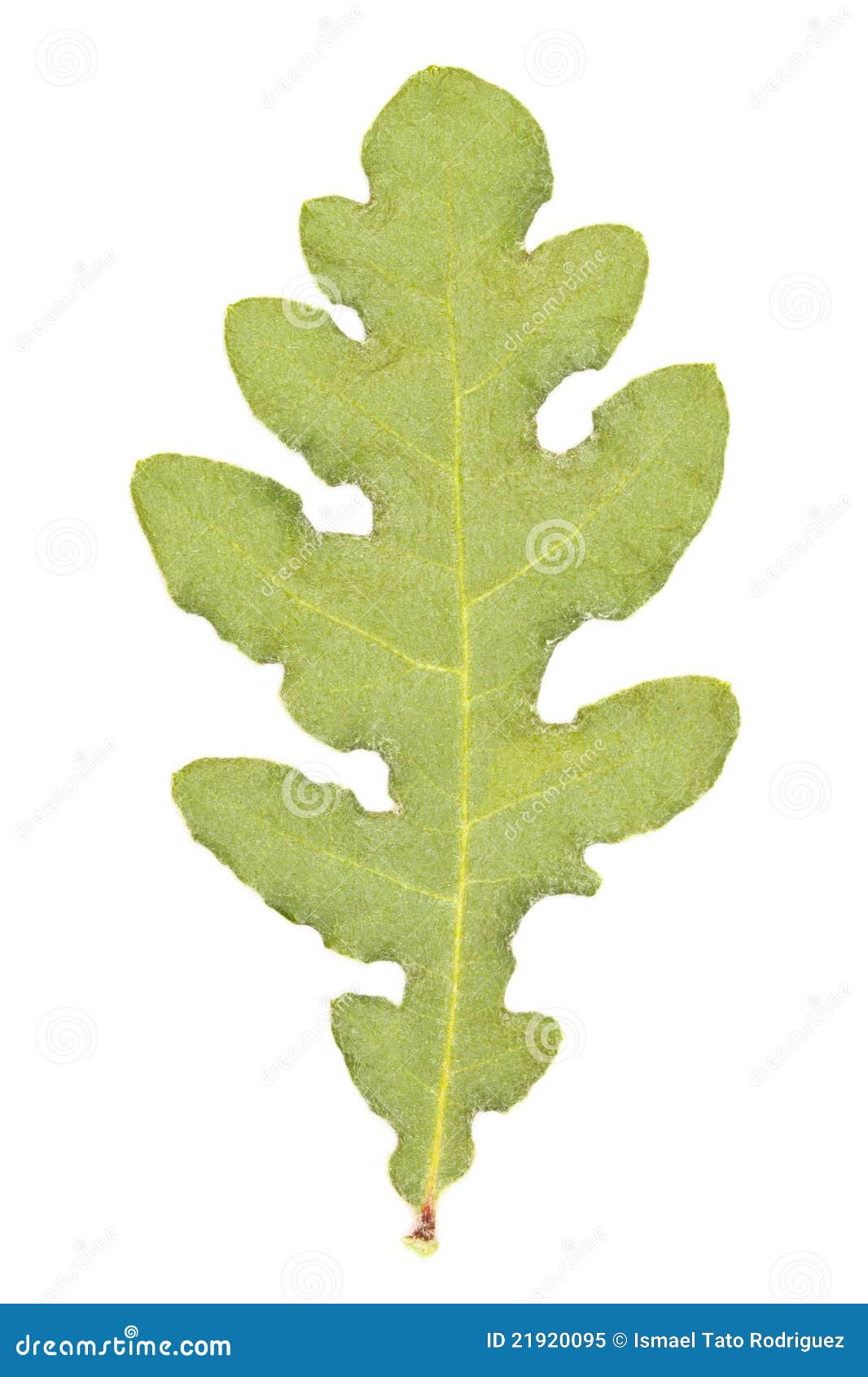 Eichenblatt stockbild. Bild von farbe, asymetrisch, botanik - 21920095