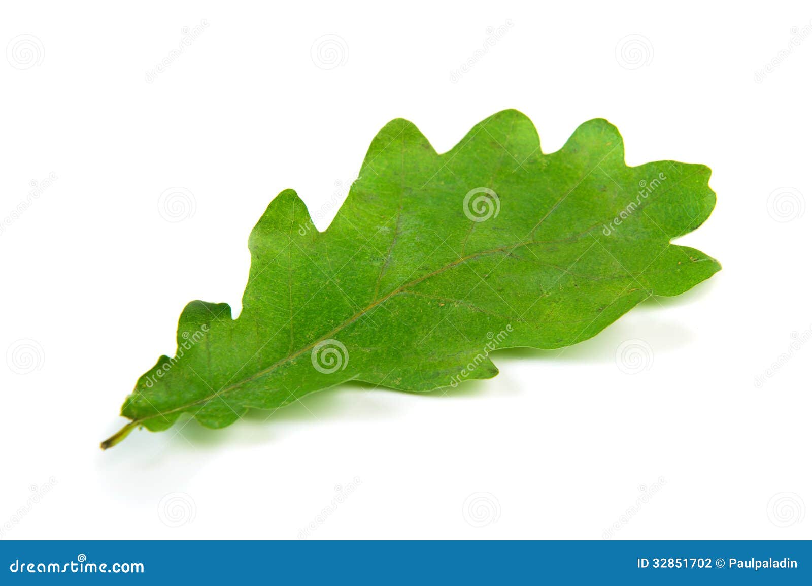 Eichenblatt stockfoto. Bild von hintergrund, grün, nahaufnahme - 32851702