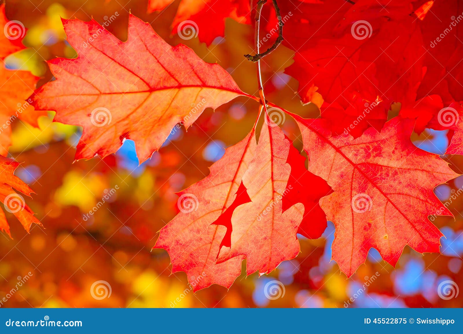 Eichenblatt stockbild. Bild von draussen, wald, orange - 45522875