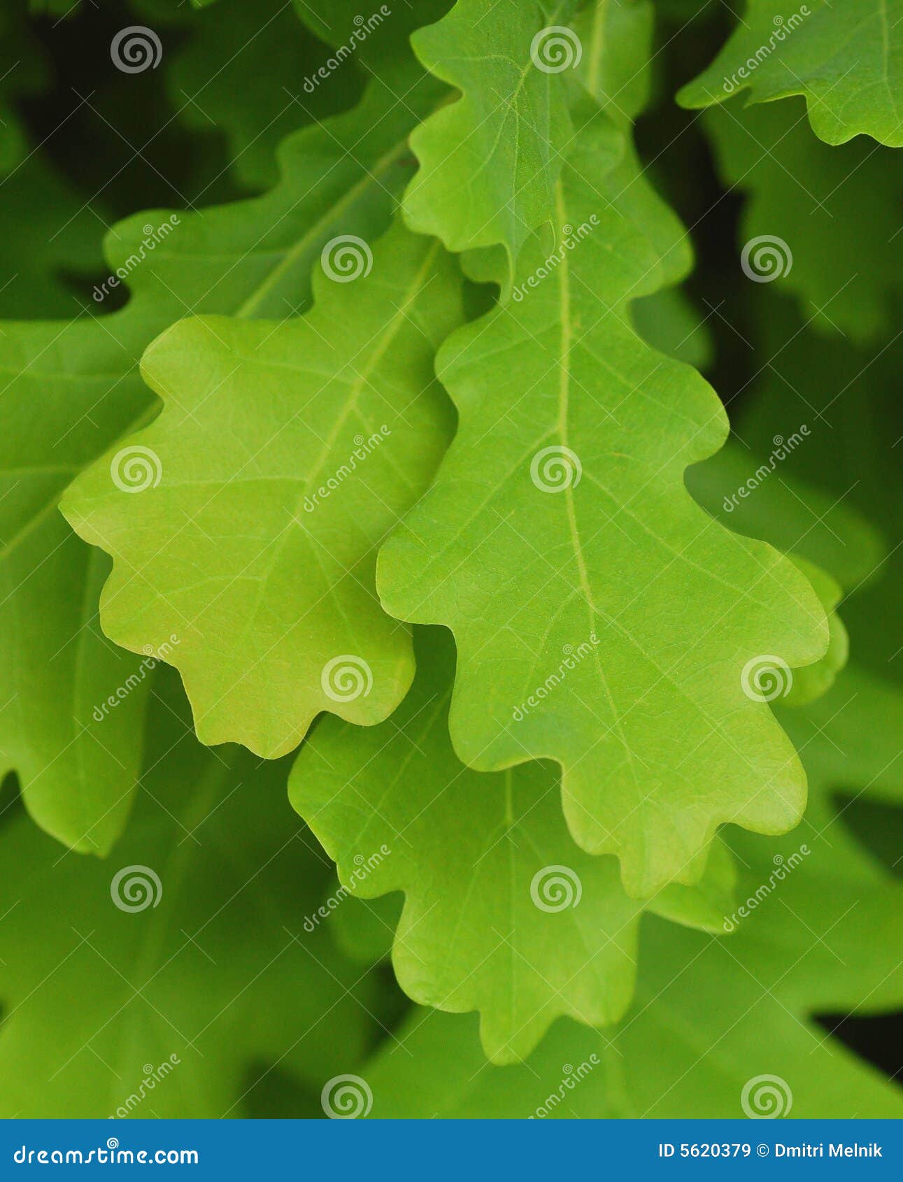 Eichenblatt stockbild. Bild von stamm, sonderkommando - 5620379