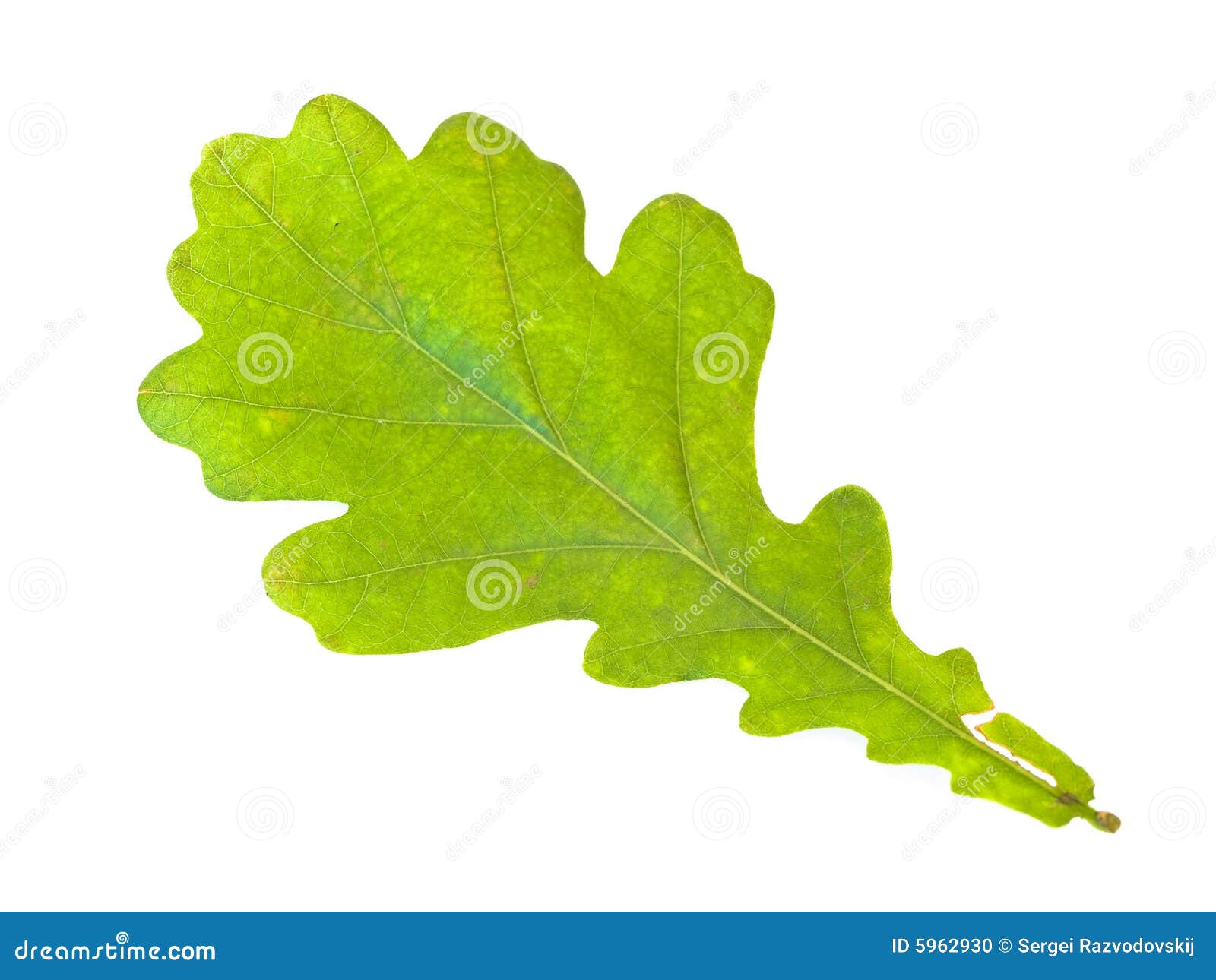 Eichenblatt stockfoto. Bild von botanik, einzeln, form - 5962930