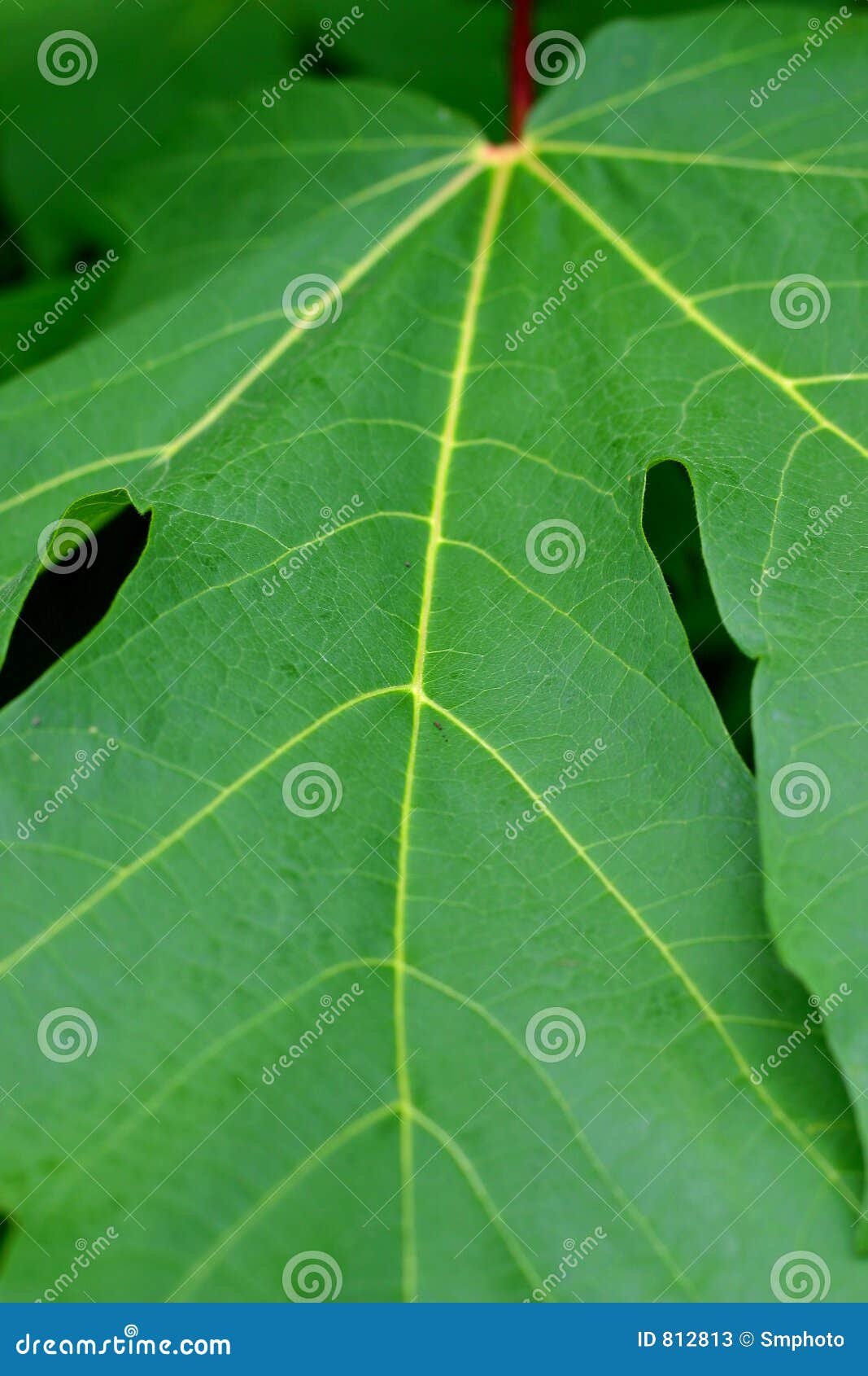 Eichenblatt stockbild. Bild von laub, eiche, pflanzen, adern - 812813