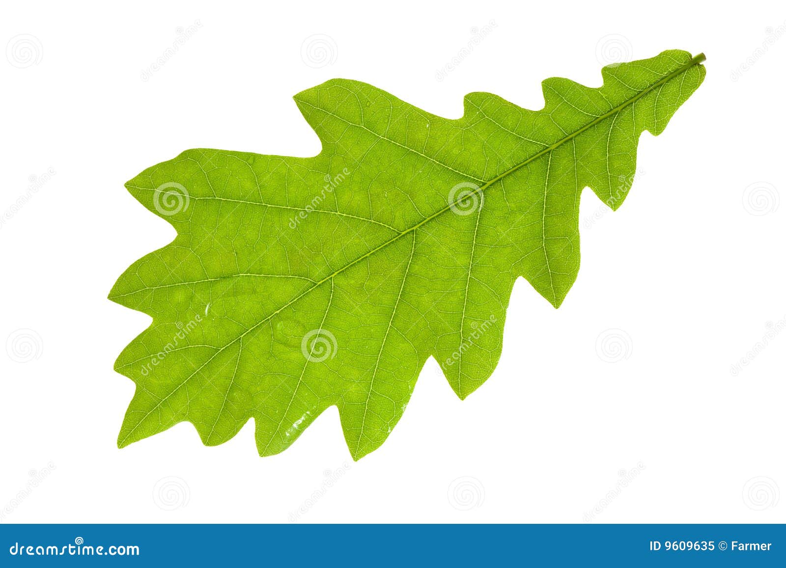 Eichenblatt stockbild. Bild von getrennt, farbe, grün - 9609635