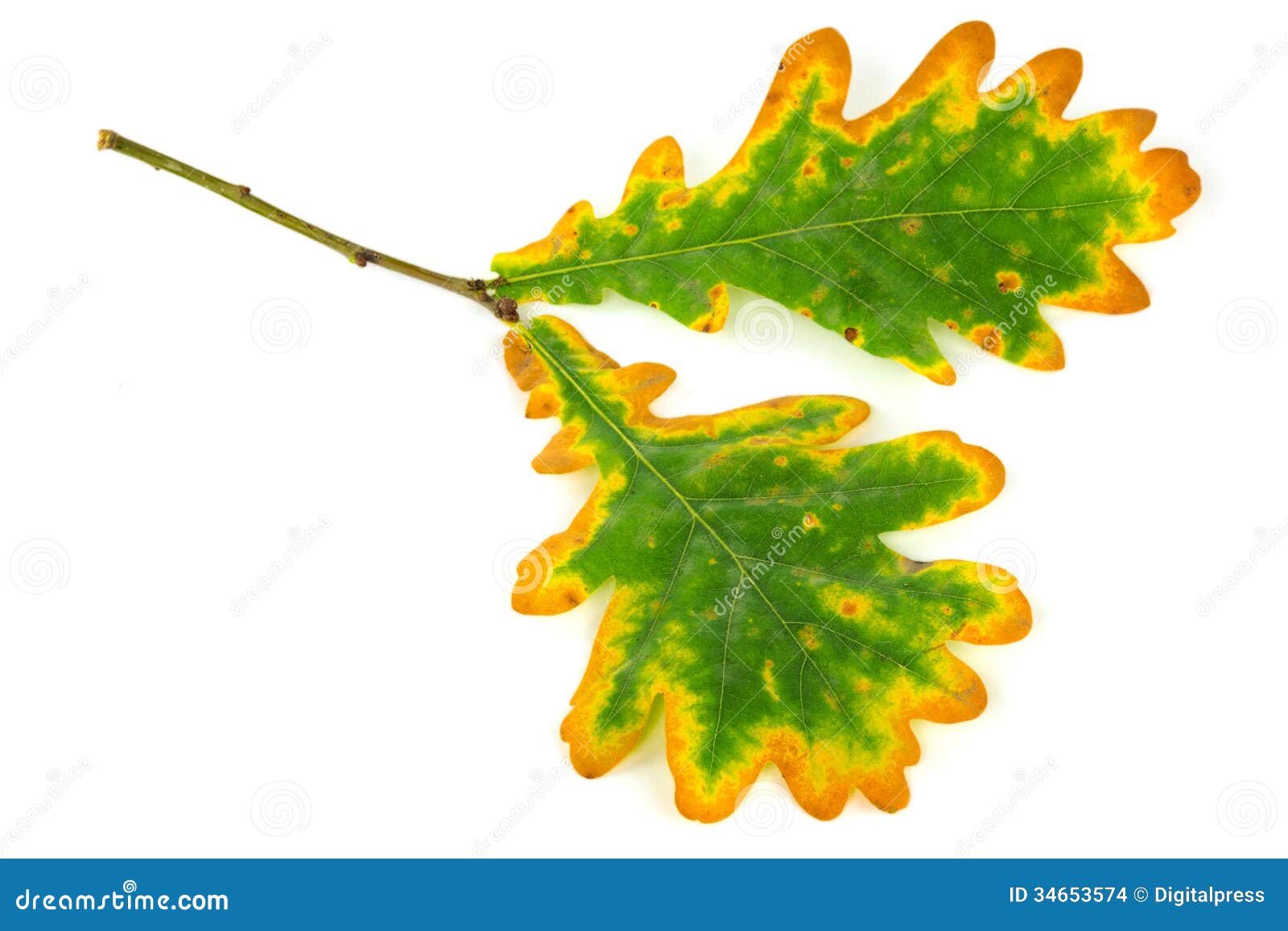 Eichenblatt im Herbst stockfoto. Bild von blatt, betrieb - 34653574