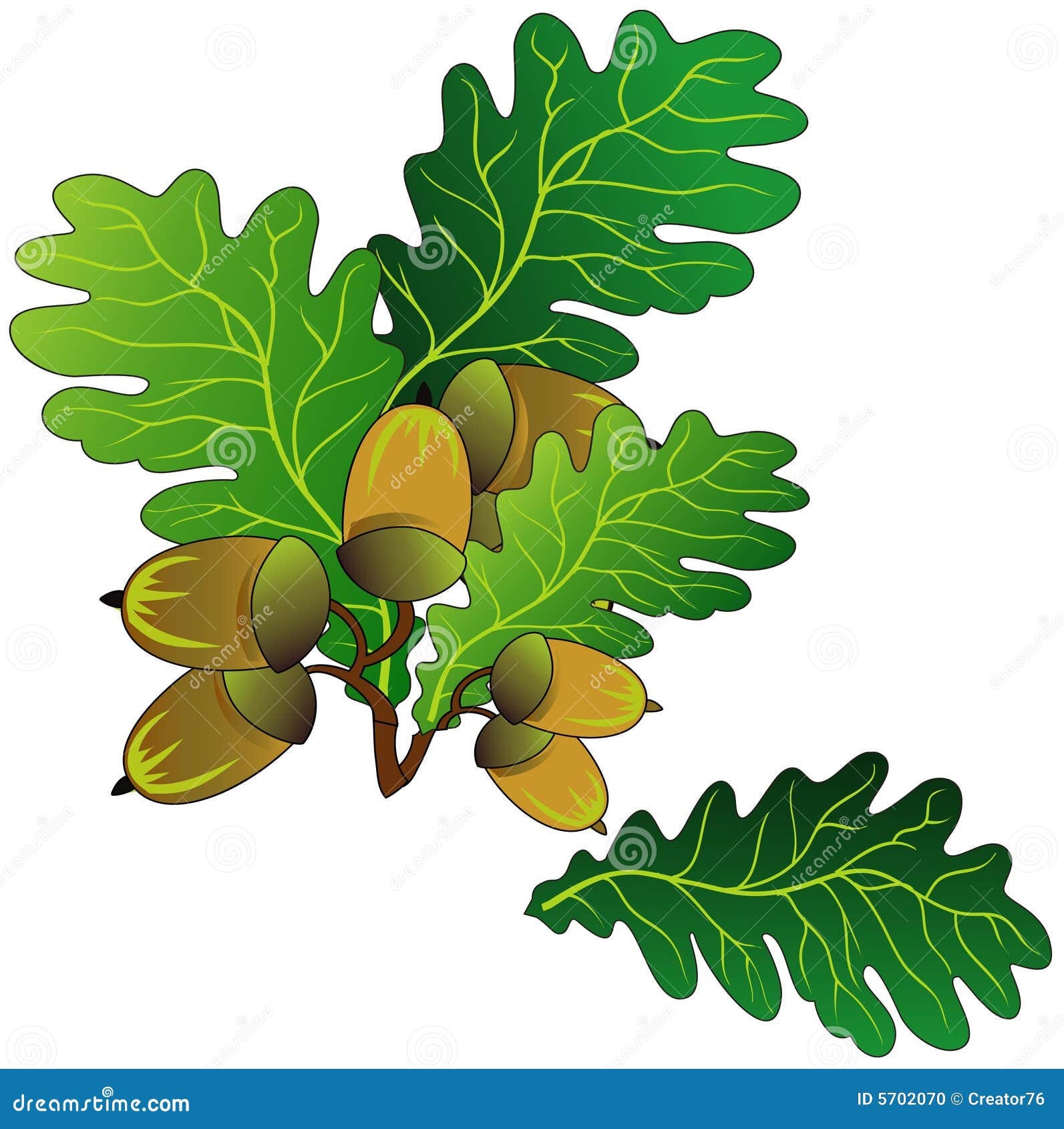 Eicheneicheln vektor abbildung. Illustration von getrennt - 5702070