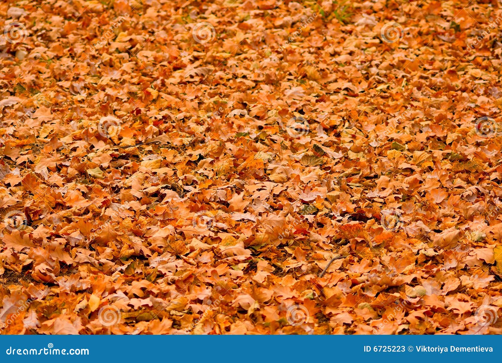 Eichenlaub stockbild. Bild von draussen, wald, garten - 6725223