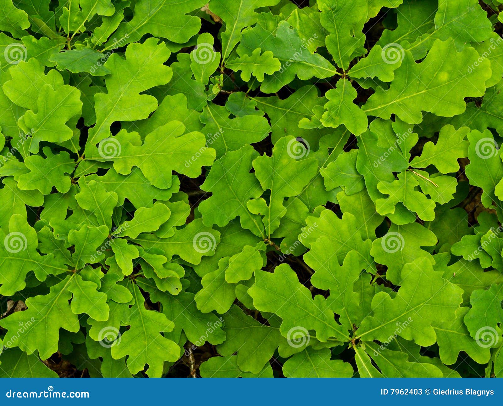 Eichenlaub Stockfotos - Bild: 7962403