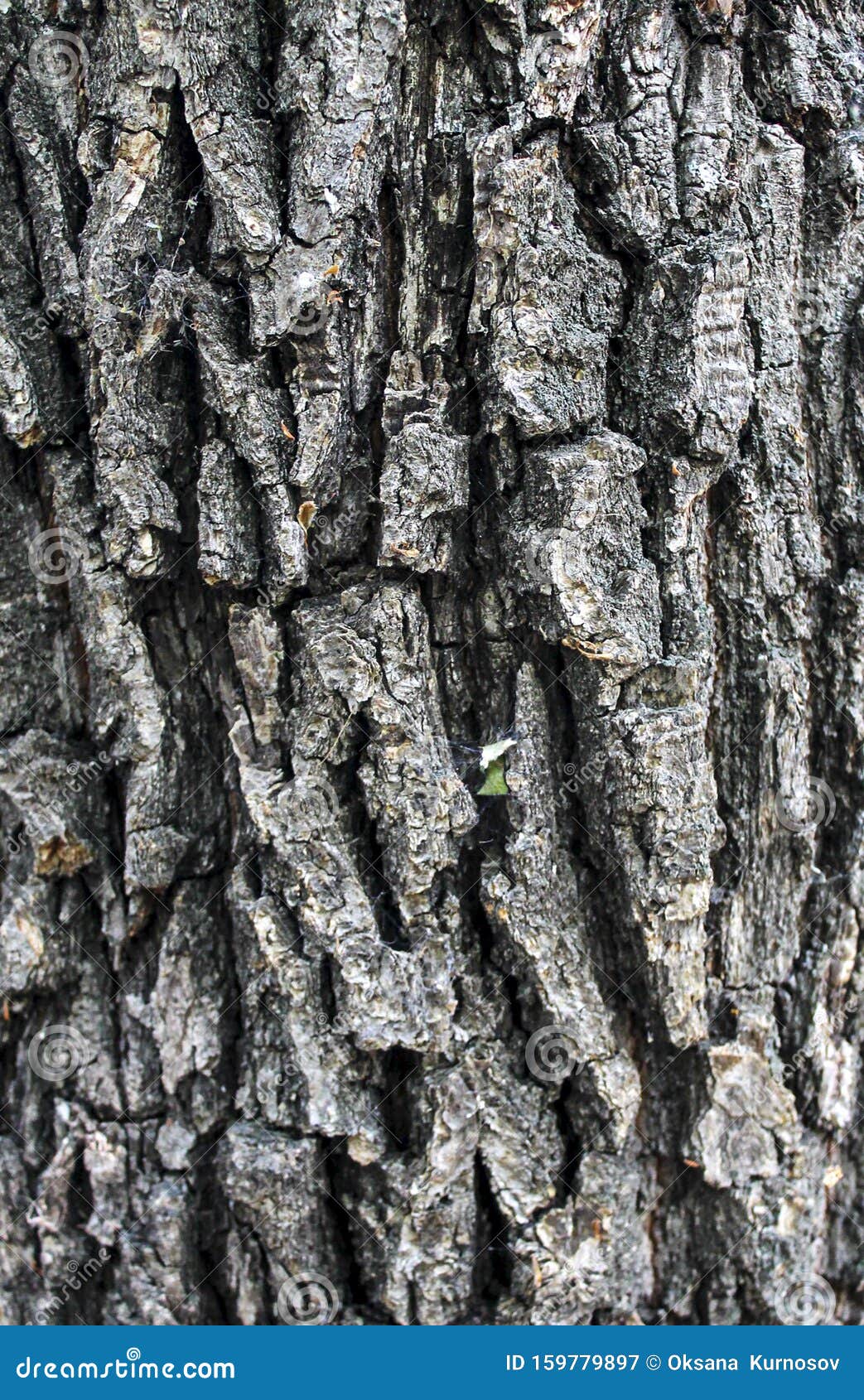 Eichenrinde Mit Embosse Foto Der Eichenstruktur Stockbild - Bild von ...