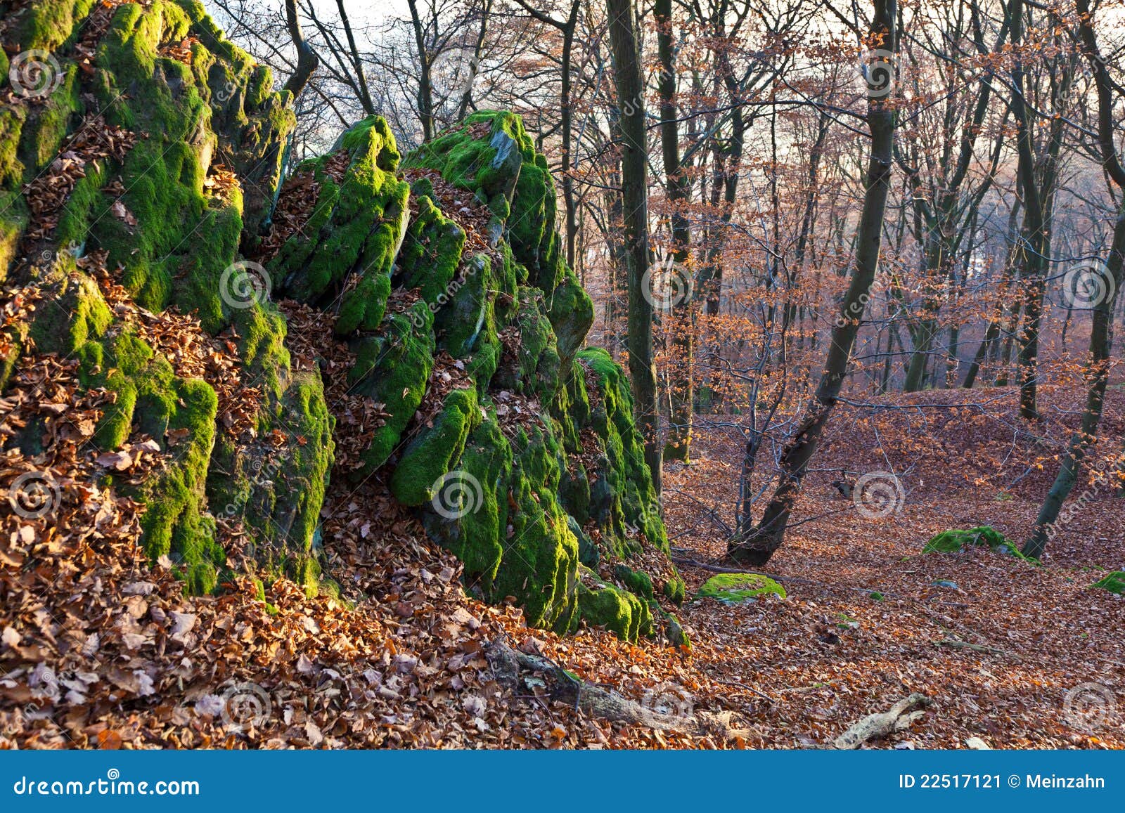 Eichenwald im Herbst stockbild. Bild von braun, indisch - 22517121