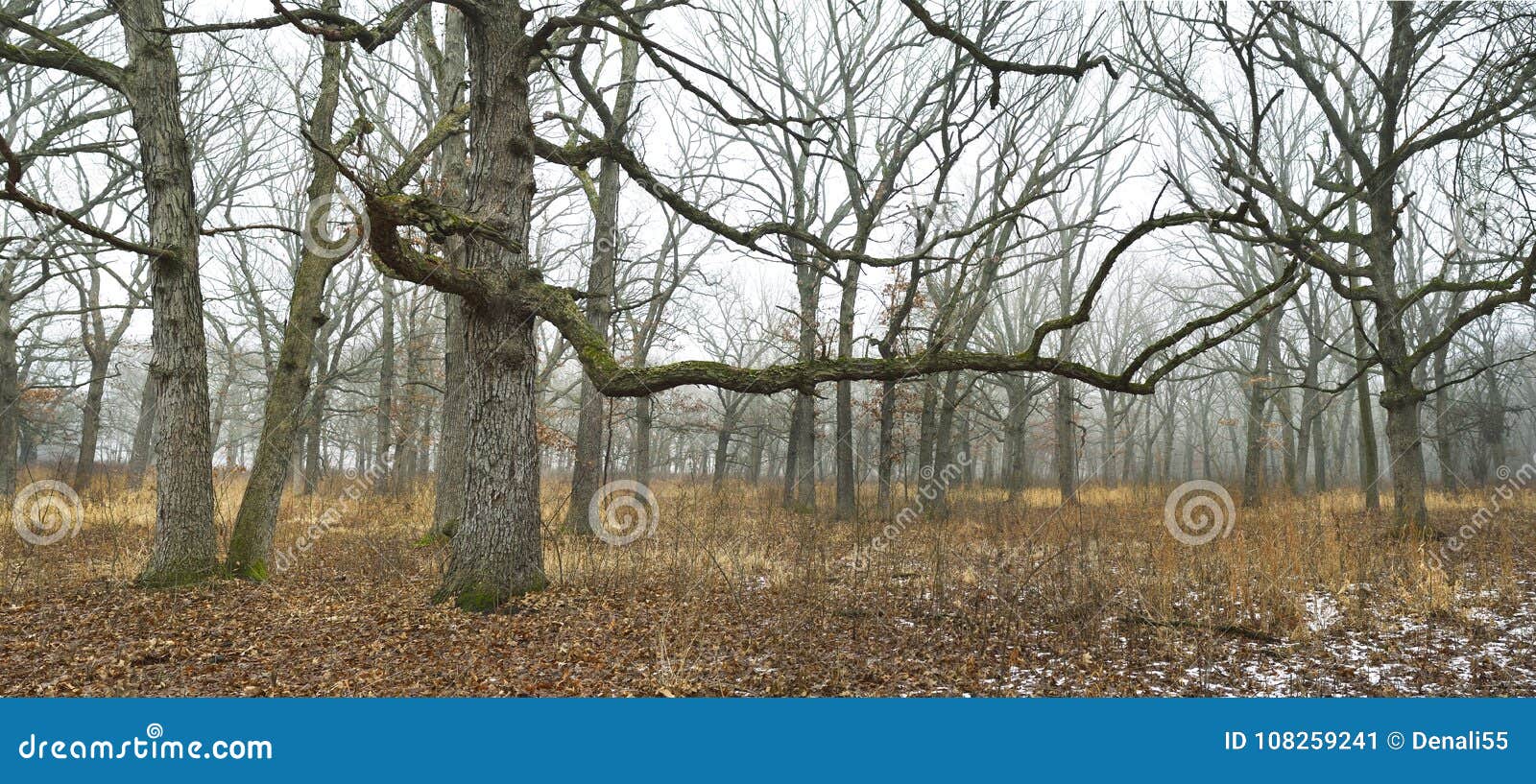 Eichenwald im Winter stockbild. Bild von landschaft - 108259241