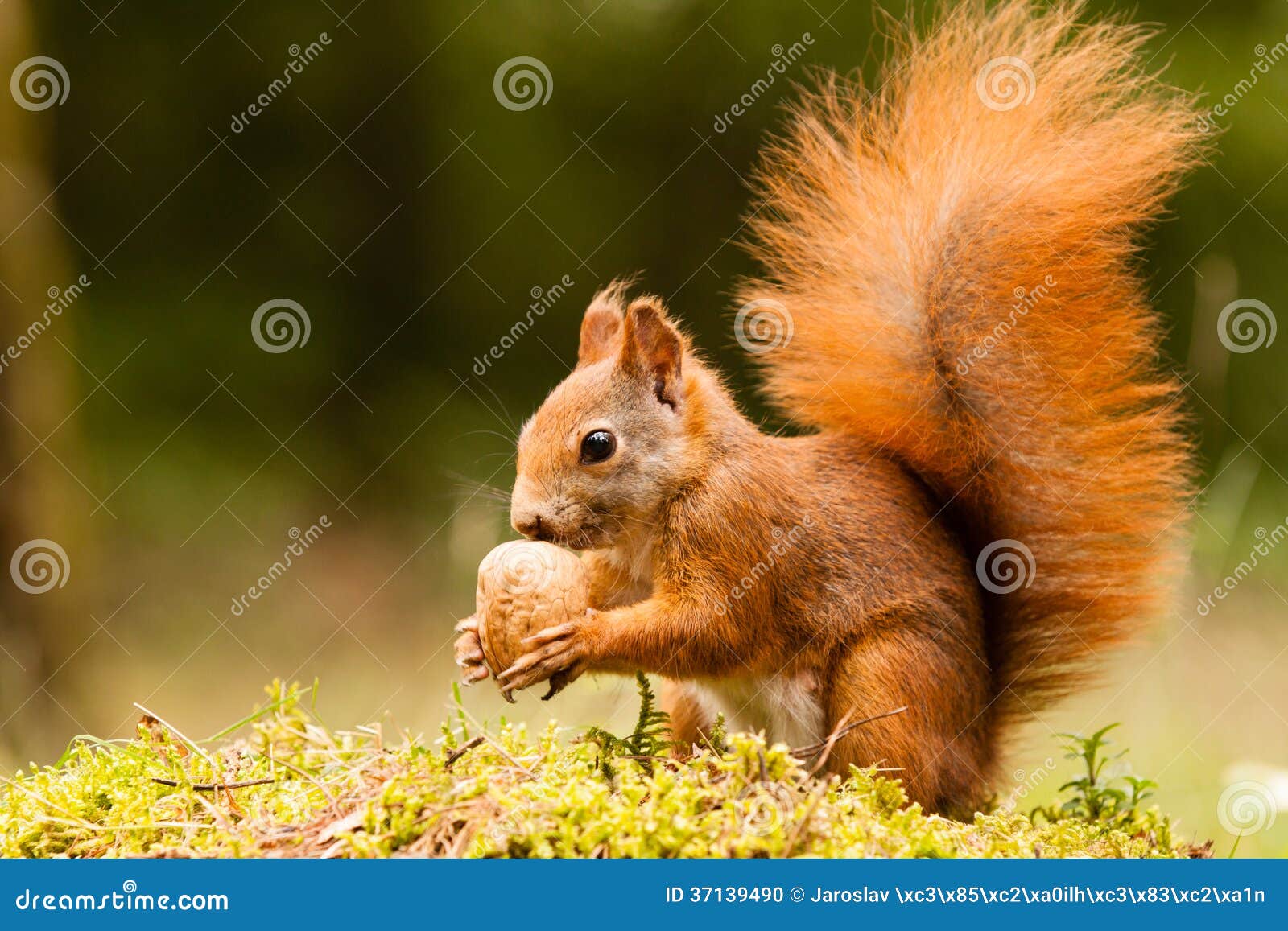 Eichhörnchen mit Nuss stockfoto. Bild von eurasier, draussen - 37139490