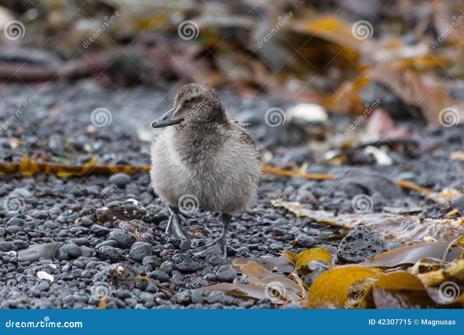 Eidel Duckling Stock Photos - Free & Royalty-Free Stock Photos from ...