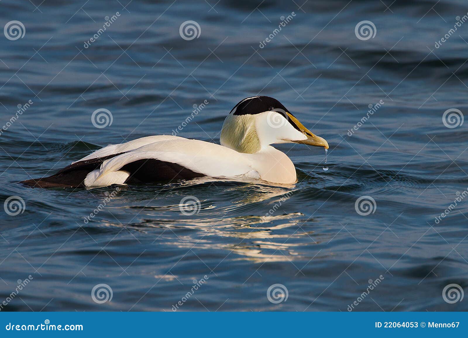 Eider stock image. Image of duckling, duck, level, fledgling - 22064053