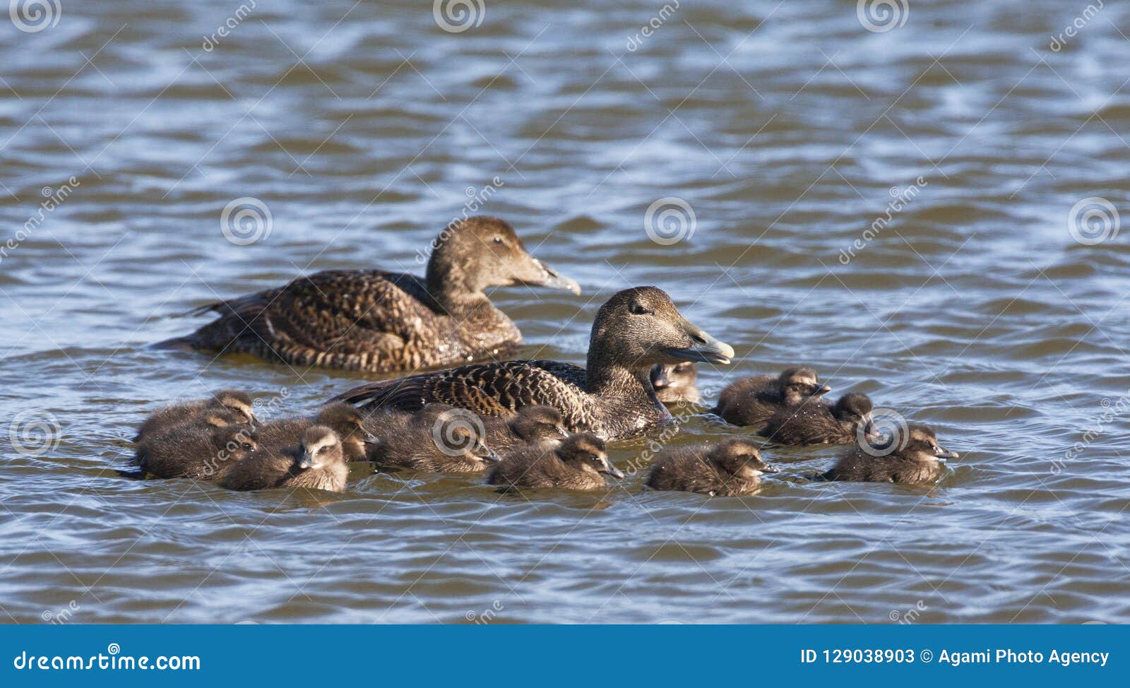 Eider, Common Eider stock image. Image of jongen, eidereend - 129038903