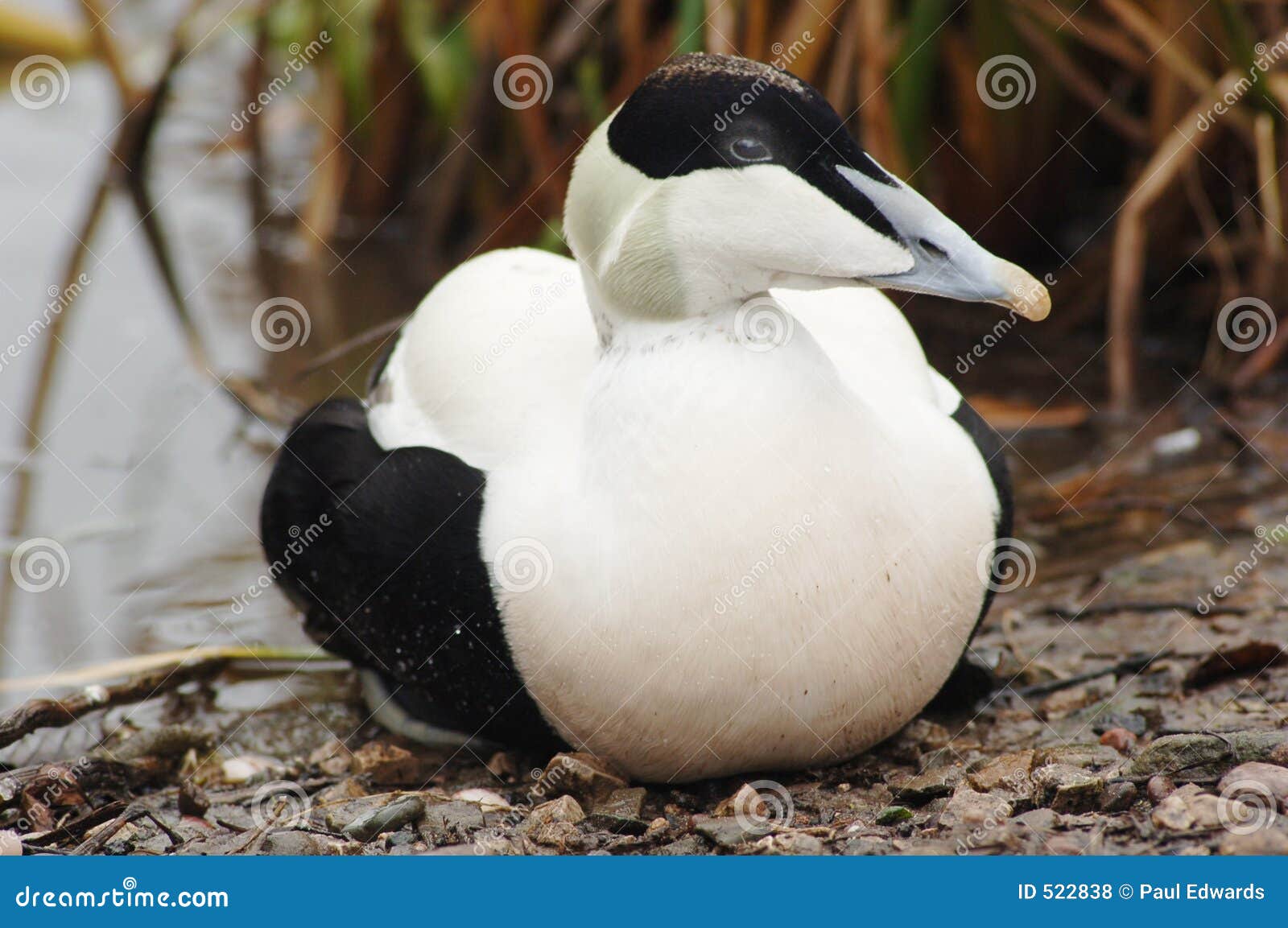 Eider Duck stock photo. Image of sitting, eider, beak, water - 522838