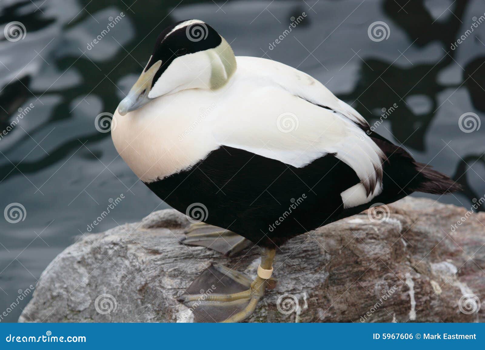 Eider Duck stock photo. Image of nature, wild, wildlife - 5967606
