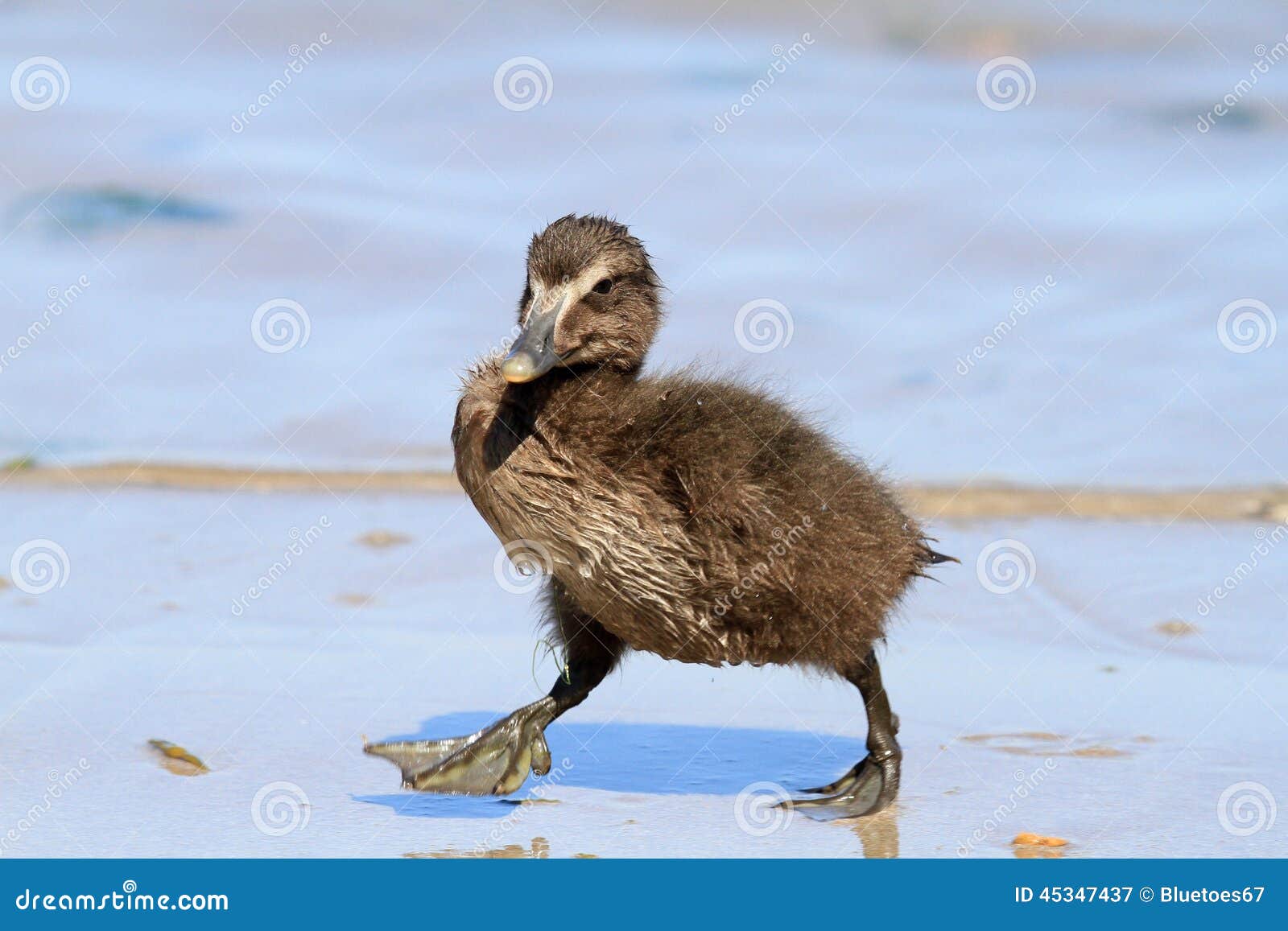 Eider Duck duckling stock image. Image of environment - 45347437