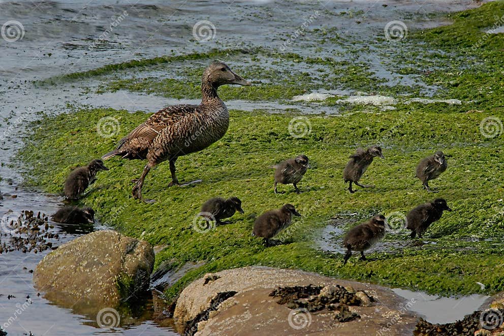 Eider Duck and Her Ducklings Stock Image - Image of wildlife, european ...