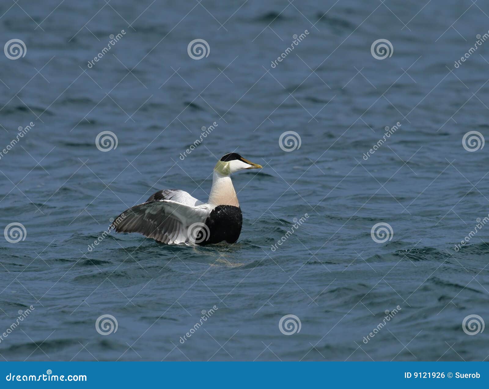 Eider Duck Male Flapping Wings Stock Photo - Image of feather, blush ...