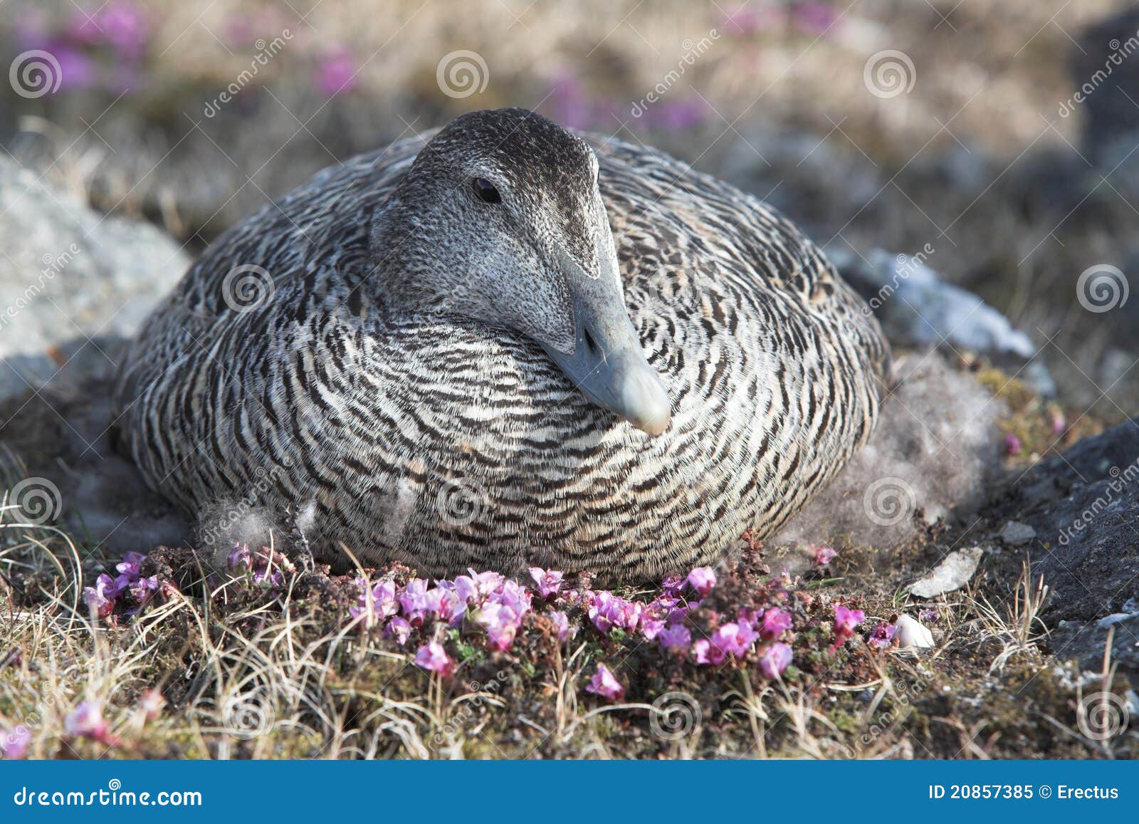 Eider Duck on the Nest in the Arctic Tundra Stock Image - Image of ...