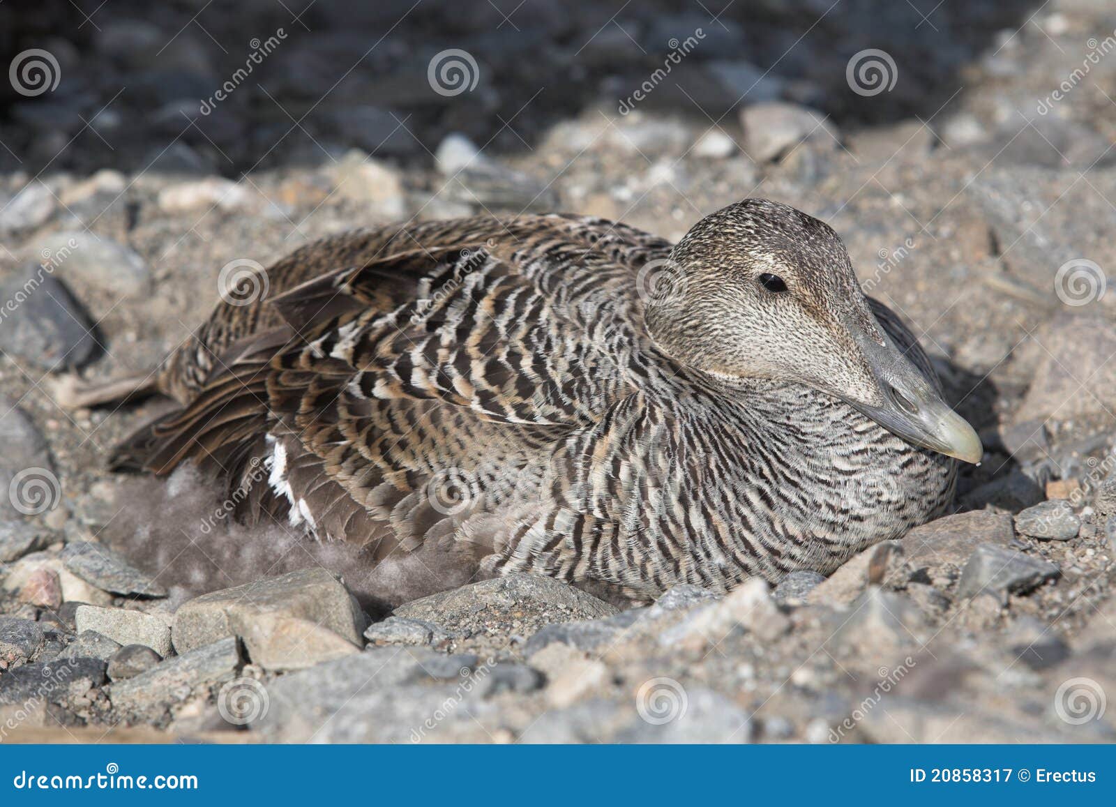 Eider Duck on the Nest in the Arctic Tundra Stock Image - Image of ...