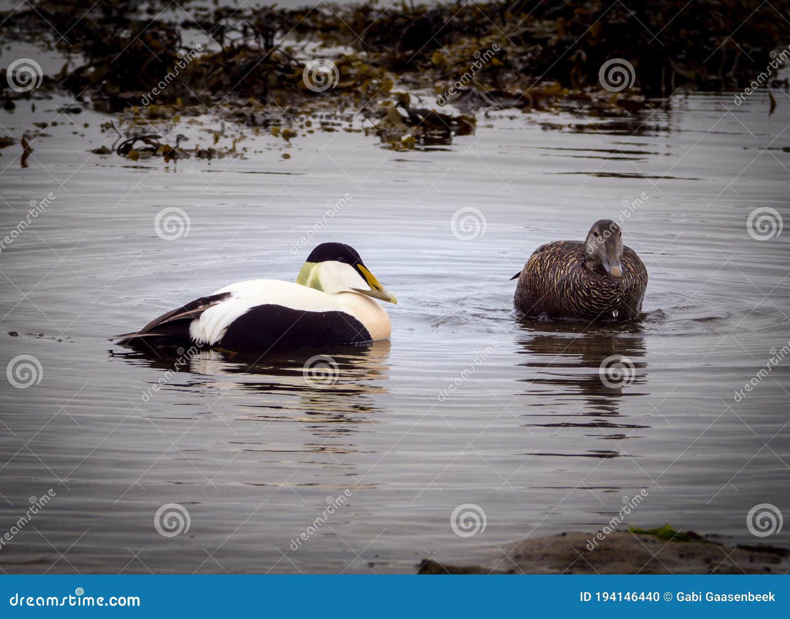 Eider Ducks on Icelandic Beach Stock Photo - Image of eating ...