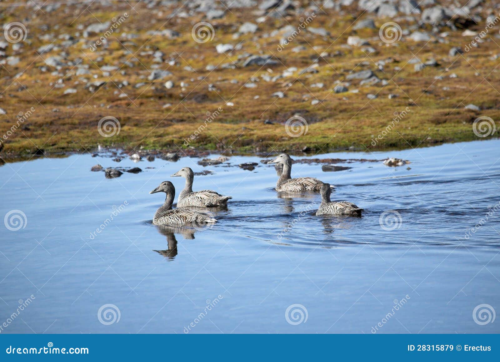 Eider Ducks in a Little Pond - Arctic, Spitsbergen Stock Image - Image ...