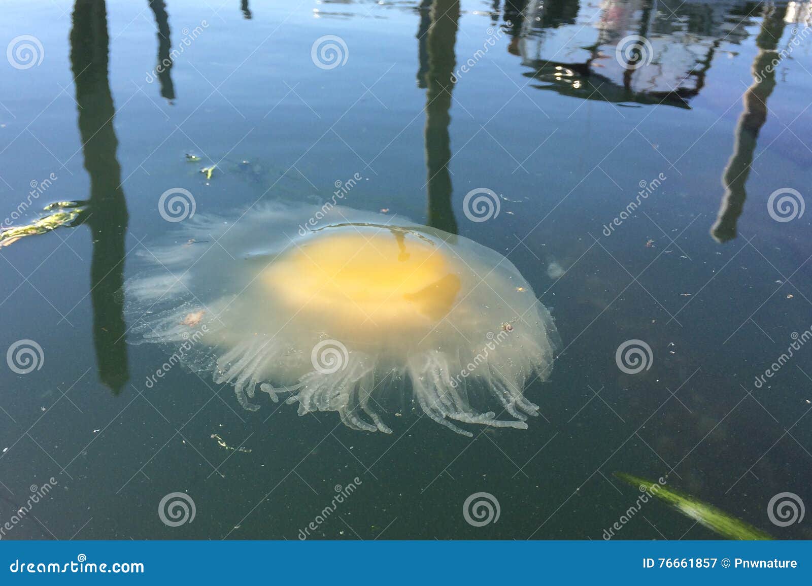 Eidotter-Quallen - Phacellophora-camtschatica Stockbild - Bild von ...
