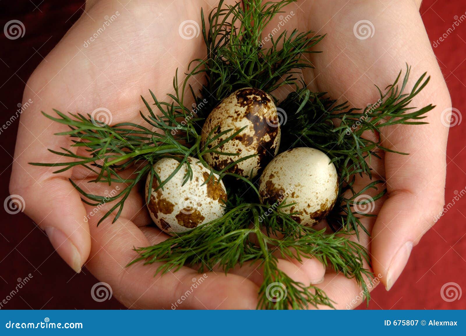 Eieren van kwartels 2 stock afbeelding. Image of palmen - 675807