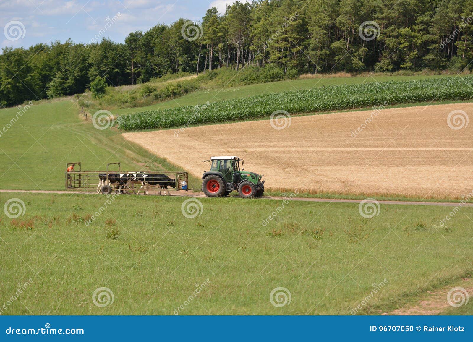 704 Cows Tractor Photos - Free & Royalty-Free Stock Photos from Dreamstime