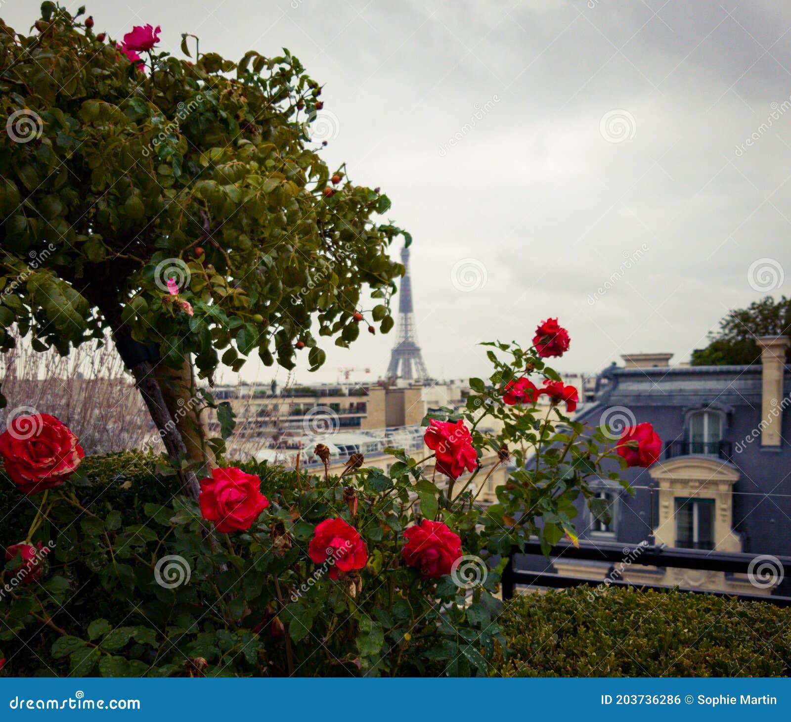 Eiffel Tower, Rooftop and Roses Stock Photo - Image of leaf, tree ...