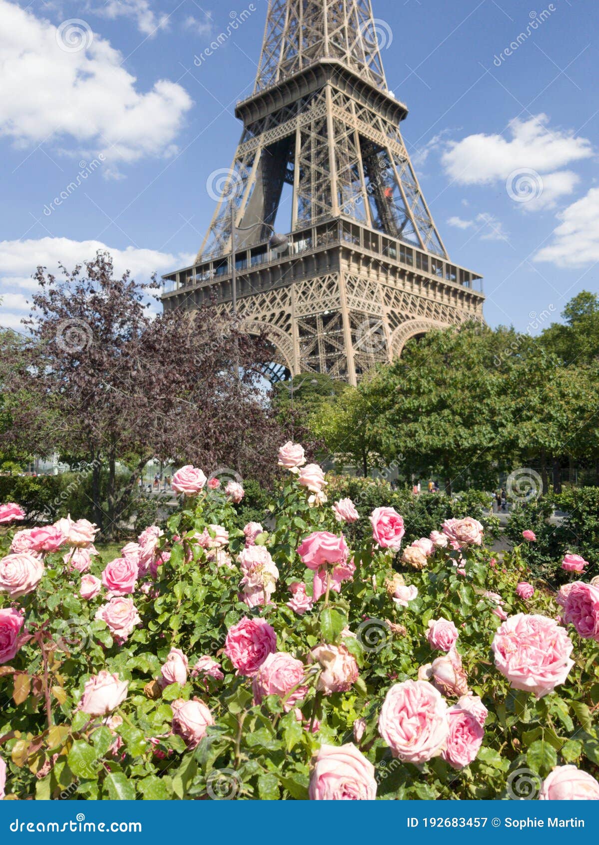 Eiffel tower with rose stock image. Image of landmark - 192683457