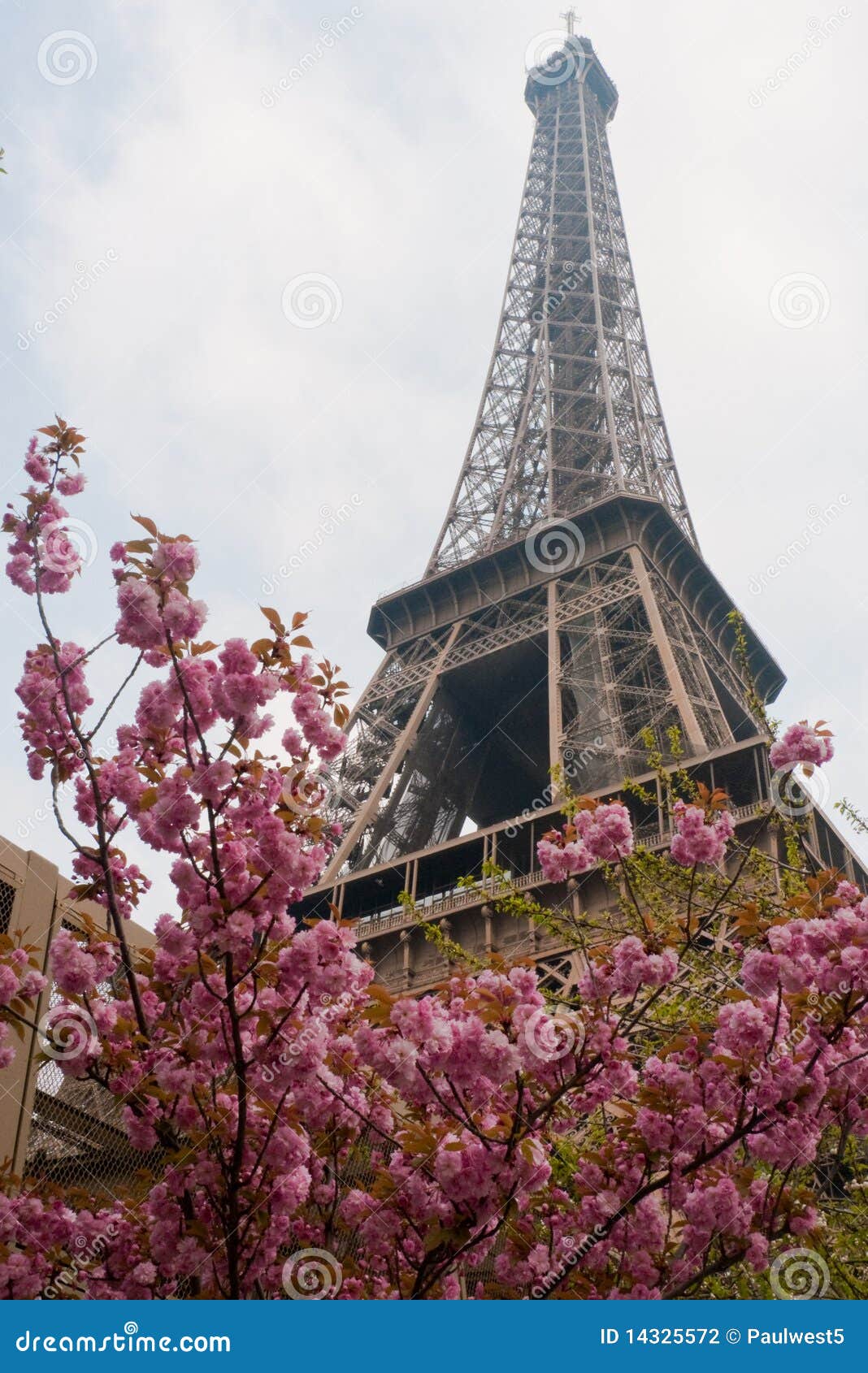 Eiffel tower spring stock photo. Image of nature, flower - 14325572