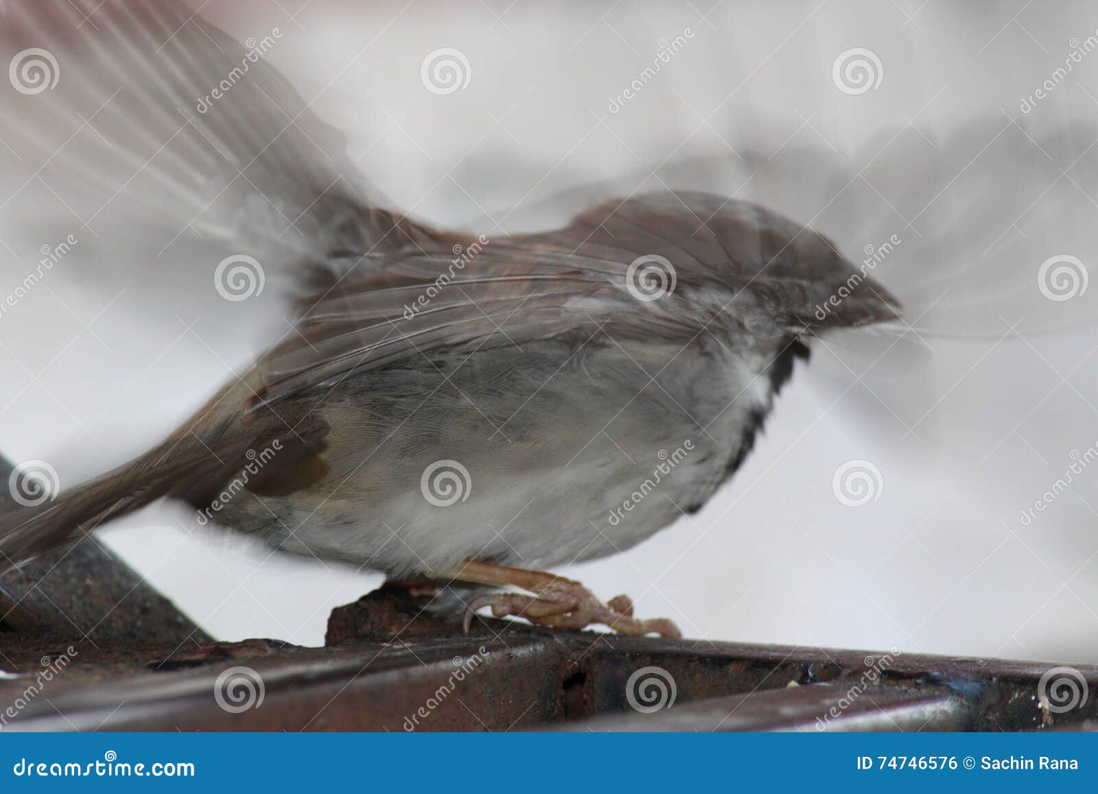 Eifrig zu fliegen stockfoto. Bild von fliege, sehen, flugwesen - 74746576