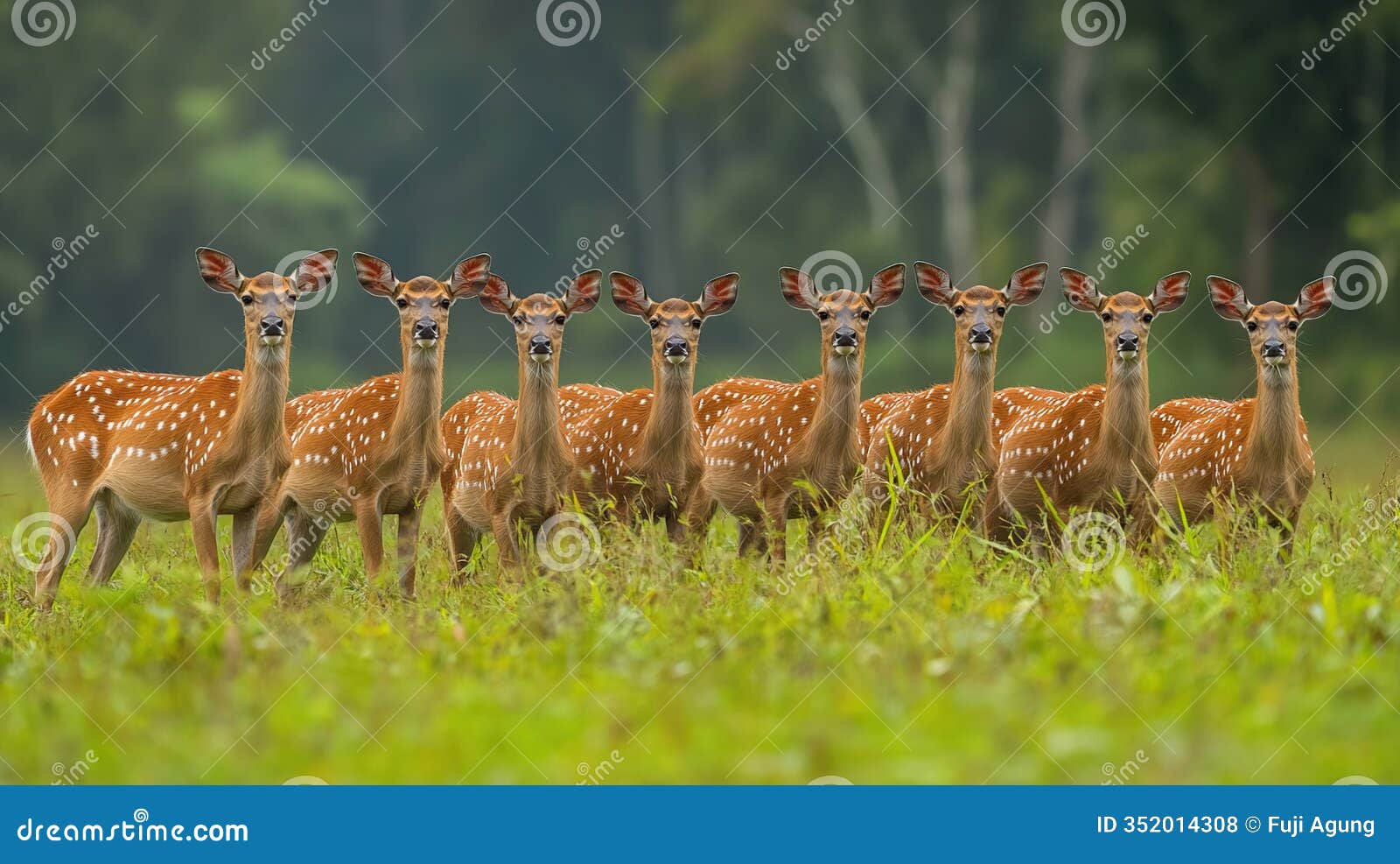 Axis Deer, Vintage Engraving Cartoon Vector | CartoonDealer.com #163071195